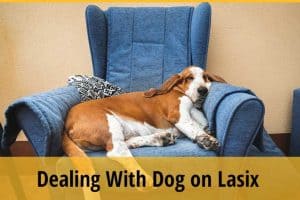 The Best Way To Deal With a Dog on Lasix | ZooAwesome