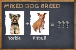 Yorkie Pitbull Mix - Info, Pictures, & Facts | ZooAwesome