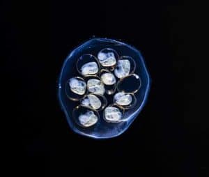 Mystery Snail Egg Facts You Must Know | ZooAwesome