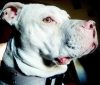 Albino Pitbull: Info, Pictures, & Facts | ZooAwesome