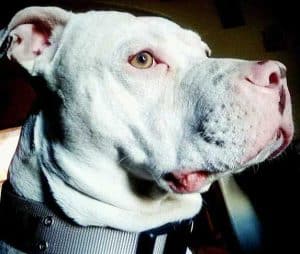 Albino Pitbull: Info, Pictures, & Facts | ZooAwesome