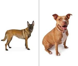 Belgian Malinois Pitbull Mix (Belgian Pitbull) Info, Pictures, & Facts ...