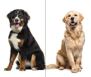Bernese Mountain Dog Golden Retriever Mix (Golden Mountain Dog) Info ...