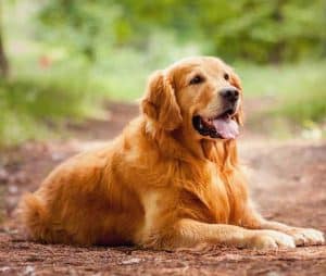Blonde Dog Breeds: Info, Pictures, & Facts | ZooAwesome