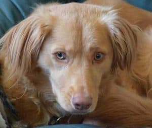 Brittany Spaniel Golden Retriever Mix (GoldenBritt) Info, Pictures, & Facts | ZooAwesome