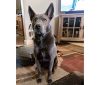 Chow Chow Pitbull Mix (Pitchow) Info, Pictures, & Facts | ZooAwesome