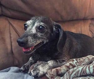 Dachshund Rat Terrier Mix (Toy Rat Doxie) Info, Pictures, & Facts ...