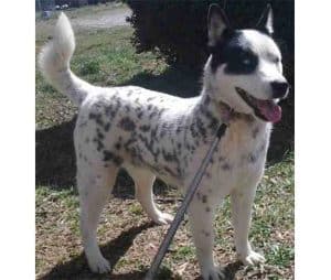 Dalmatian Husky Mix (Dalusky) Info, Pictures, & Facts | ZooAwesome