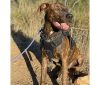Doberman Pitbull Mix (Pit Pinscher) Info, Pictures, & Facts | ZooAwesome