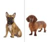 French Bulldog Dachshund Mix (French Bull Weiner) Info, Pictures ...