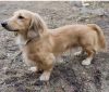 Golden Retriever Dachshund Mix (Golden Dox) Info, Pictures, & Facts ...