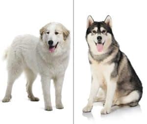 Great Pyrenees Husky Mix (Pyrenees Husky) Info, Pictures, & Facts ...