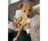 Jack Russell Pomeranian Mix (Jack-A-Ranian) Info, Pictures, & Facts ...
