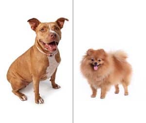 Pitbull Pomeranian Mix (Pit Poms) Info, Pictures, & Facts | ZooAwesome