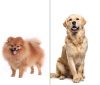 Pomeranian Golden Retriever Mix (Pomtriever) Info, Pictures, & Facts ...