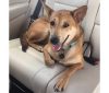 Shiba Inu German Shepherd Mix (Shepherd Inu) Info, Pictures, & Facts ...