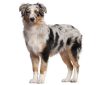 Short Haired Australian Shepherd: Info, Pictures, & Facts | ZooAwesome