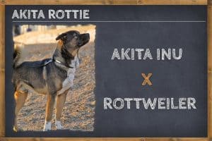 Akita Rottweiler Mix (Akita Rottie) Info, Pictures, & Facts | ZooAwesome