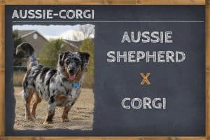 Australian Shepherd Corgi Mix (Aussie-Corgi) Info, Pictures, & Facts ...