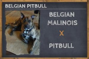 Belgian Malinois Pitbull Mix (Belgian Pitbull) Info, Pictures, & Facts ...