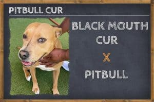 Black Mouth Cur Pitbull Mix (Pitbull Cur) Info, Pictures, & Facts ...