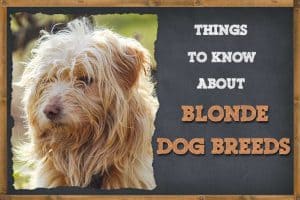 Blonde Dog Breeds: Info, Pictures, & Facts | ZooAwesome