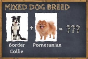 Border Collie Pomeranian Mix (Border Pom) Info, Pictures, & Facts ...