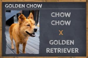 Chow Chow Golden Retriever Mix (Golden Chow) Info, Pictures, & Facts ...