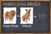 Chow Chow Pitbull Mix (Pitchow) Info, Pictures, & Facts | ZooAwesome