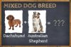 Dachshund Australian Shepherd Mix (Auxie Doxie) Info, Pictures, & Facts ...