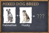 Dalmatian Husky Mix (Dalusky) Info, Pictures, & Facts | ZooAwesome
