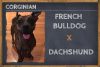 French Bulldog Dachshund Mix (French Bull Weiner) Info, Pictures ...
