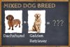 Golden Retriever Dachshund Mix (Golden Dox) Info, Pictures, & Facts ...