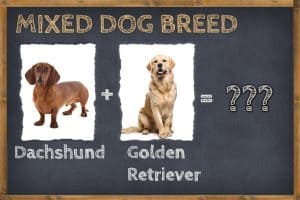 Golden Retriever Dachshund Mix (Golden Dox) Info, Pictures, & Facts ...