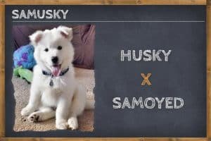 Husky Samoyed Mix (Samusky) Info, Pictures, & Facts | ZooAwesome