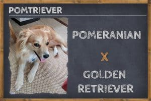 Pomeranian Golden Retriever Mix (Pomtriever) Info, Pictures, & Facts ...