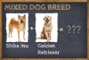 Shiba Inu Golden Retriever Mix (Golden Shiba) Info, Pictures, & Facts ...