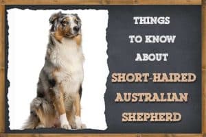 Short Haired Australian Shepherd: Info, Pictures, & Facts | ZooAwesome