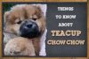 Teacup Chow Chow (Miniature Chow Chow): Info, Pictures, & Facts ...