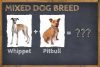 Whippet Pitbull Mix (Pit Whip) Info, Pictures, & Facts | ZooAwesome