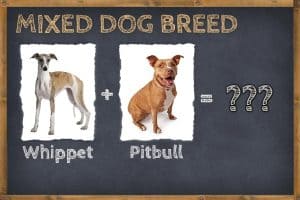 Whippet Pitbull Mix (Pit Whip) Info, Pictures, & Facts | ZooAwesome