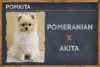 Akita Pomeranian Mix (PomKita) Info, Pictures, & Facts | ZooAwesome