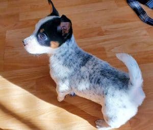 Blue Heeler Corgi Mix (Corgi Cattle Dog) Info, Pictures, & Facts ...