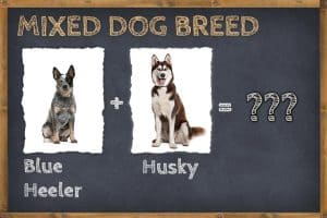 Blue Heeler Husky Mix (Ausky) - Info, Pictures, & Facts | ZooAwesome