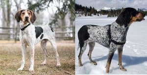 Bluetick Treeing Walker Coonhound Mix (Bluetick Walker) - Info ...