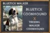 Bluetick Treeing Walker Coonhound Mix (Bluetick Walker) - Info ...