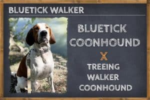 Bluetick Treeing Walker Coonhound Mix (Bluetick Walker) - Info ...