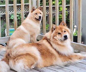 Chow Chow Shiba Inu Mix (Chowba) Info, Pictures, & Facts | ZooAwesome