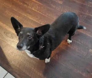 Dachshund Border Collie Mix (Border Weenie) Info, Pictures, & Facts ...