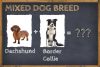 Dachshund Border Collie Mix (Border Weenie) Info, Pictures, & Facts ...